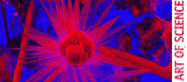 Exhibition showcases the 'Art of Science'