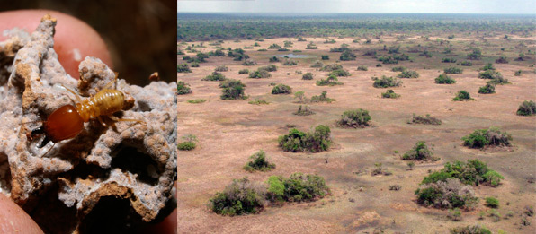 How do new predators change an ecosystem? Watch the prey, say Princeton ...