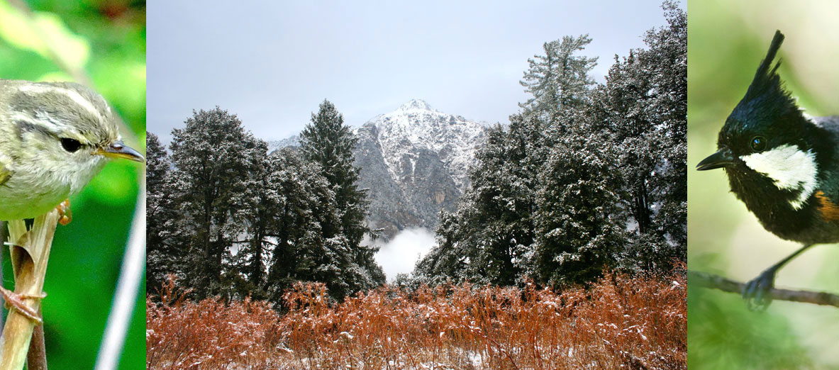 Study helps pinpoint what makes species vulnerable to environmental change