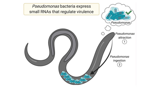 In the tissues of a tiny worm, a close-up view of where genes are working