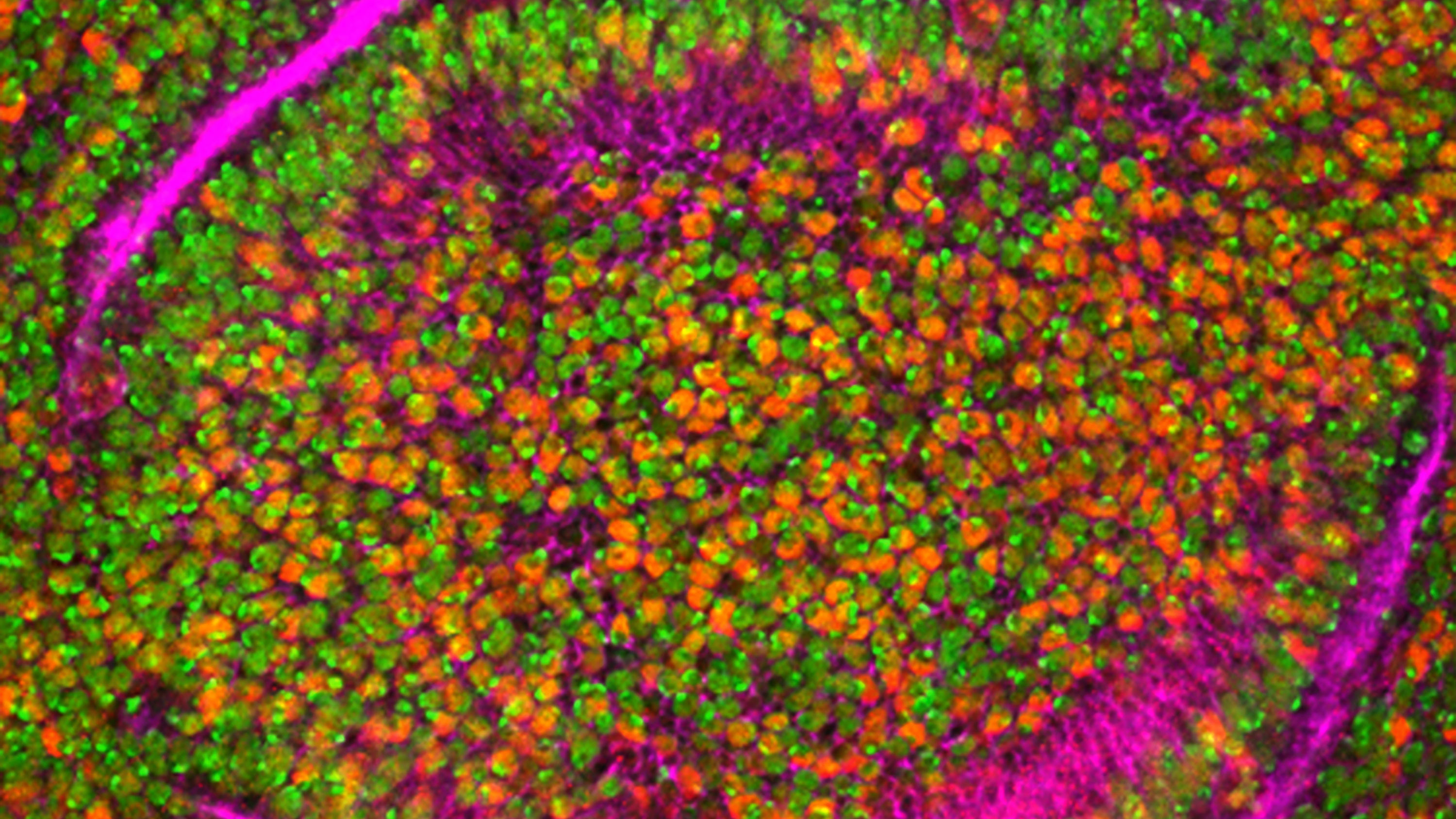 Major gift from Gilbert Omenn ’61 and Martha Darling *70 names ...