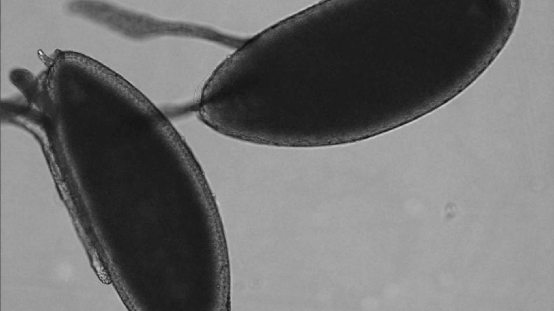 They grow up so fast: Embryos rapidly outgrow mother's genetic kick-start