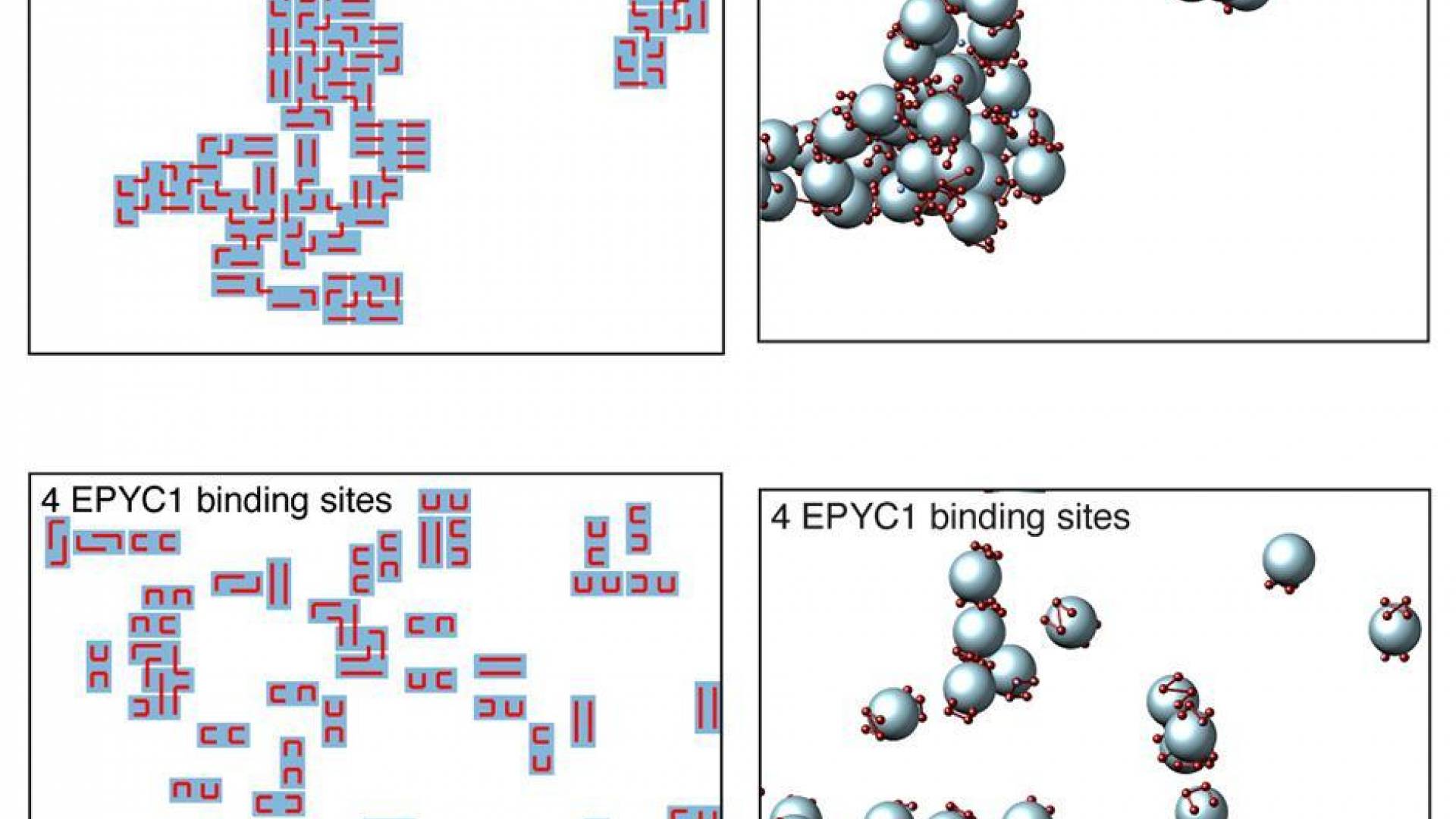 "Protein phase transitions in and out of cells" topic of Hamilton ...