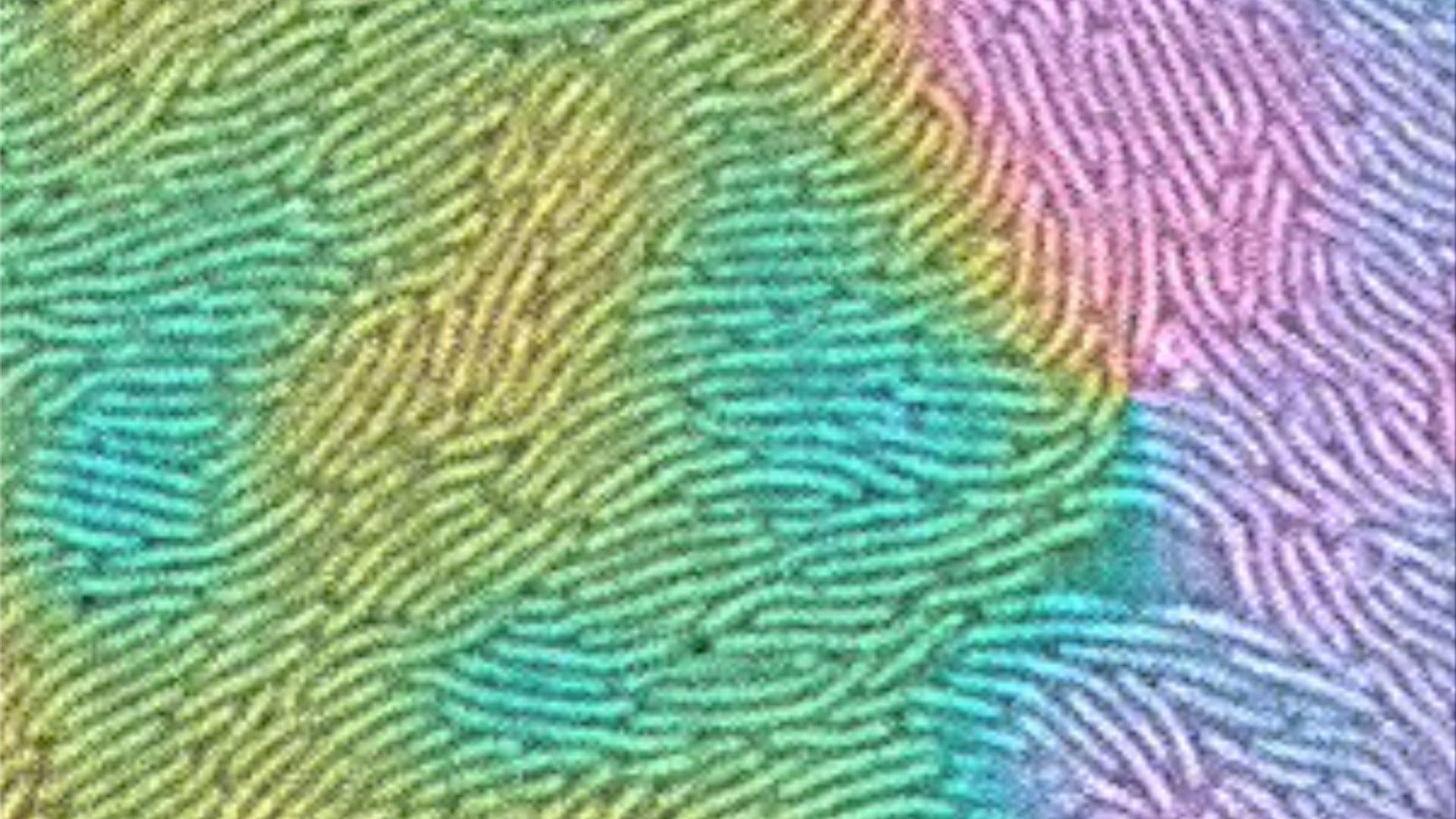 Social bacteria build shelters using the physics of fingerprint patterns