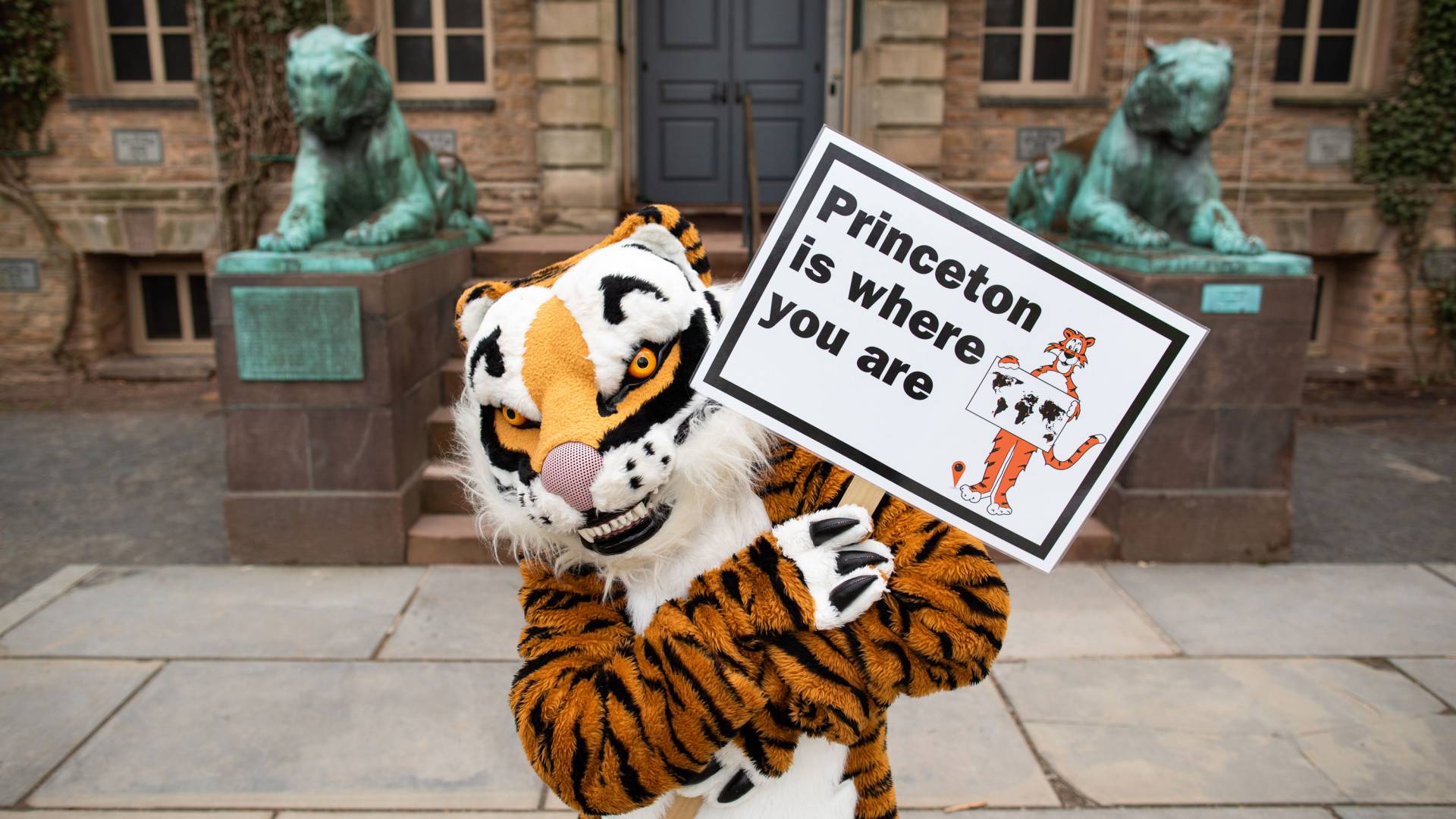 Princeton Tiger Wallpaper