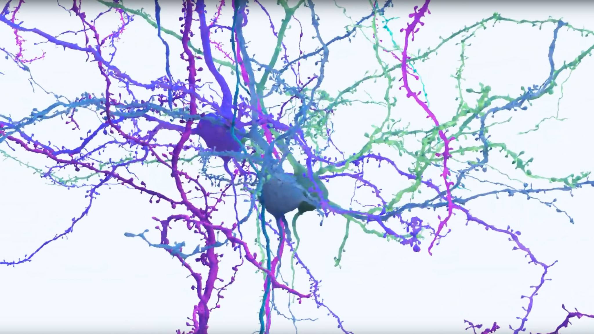 Scientists unveil brain wiring diagram with 200,000 cells and half a ...