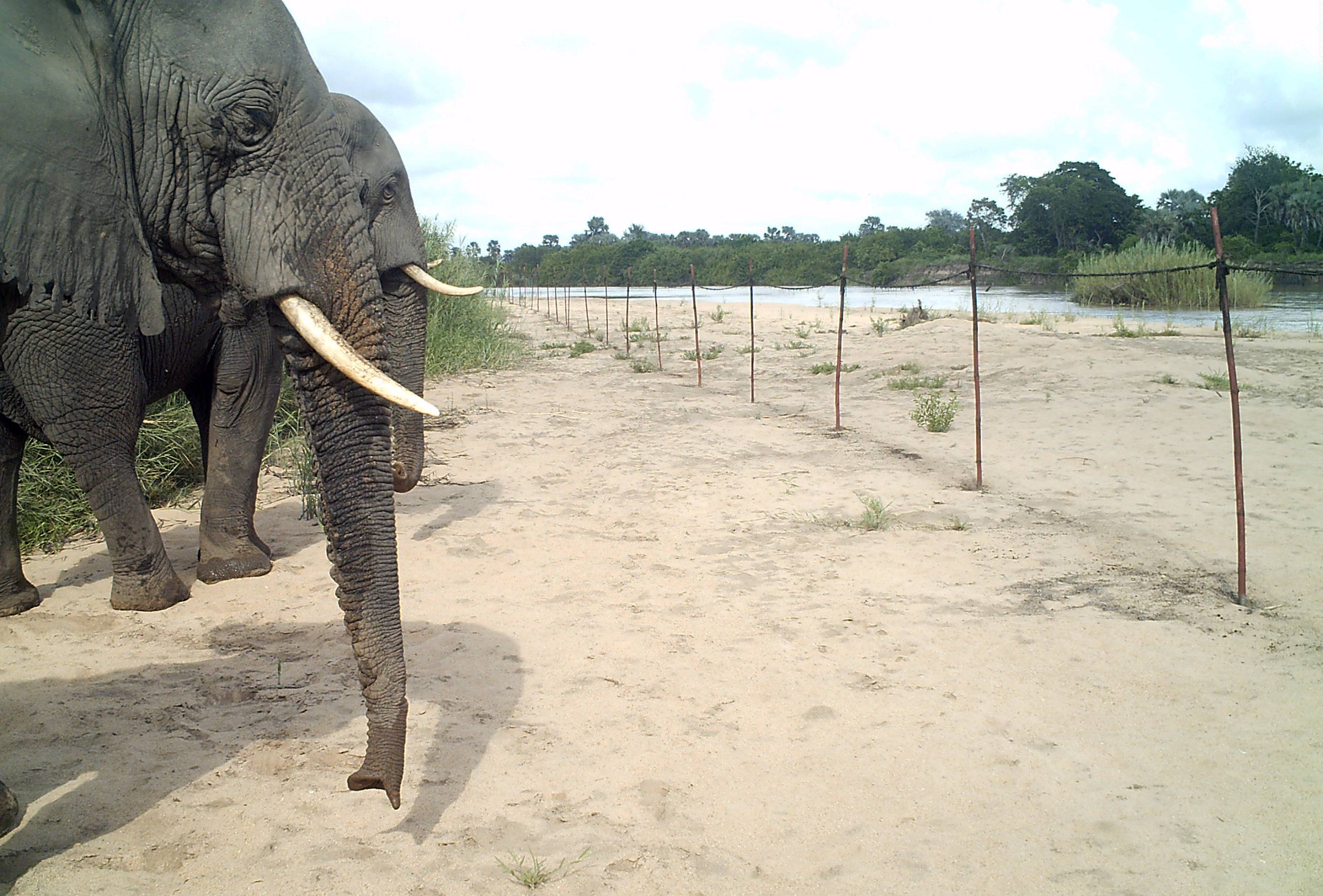 Protecting corn, saving elephants: Princeton senior Reynolds pursues ...