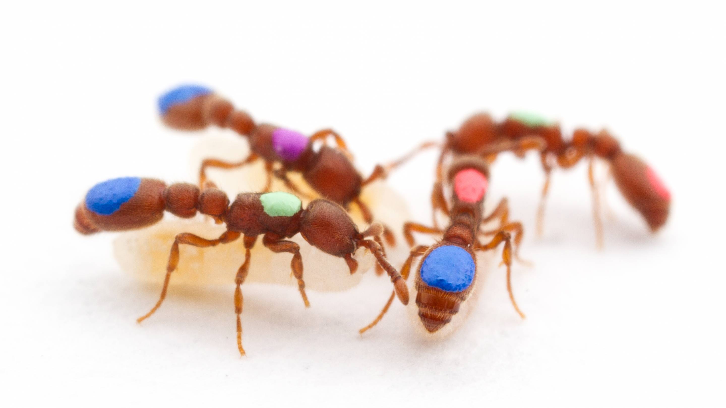 Ant-y social: Successful ant colonies hint at how societies evolve