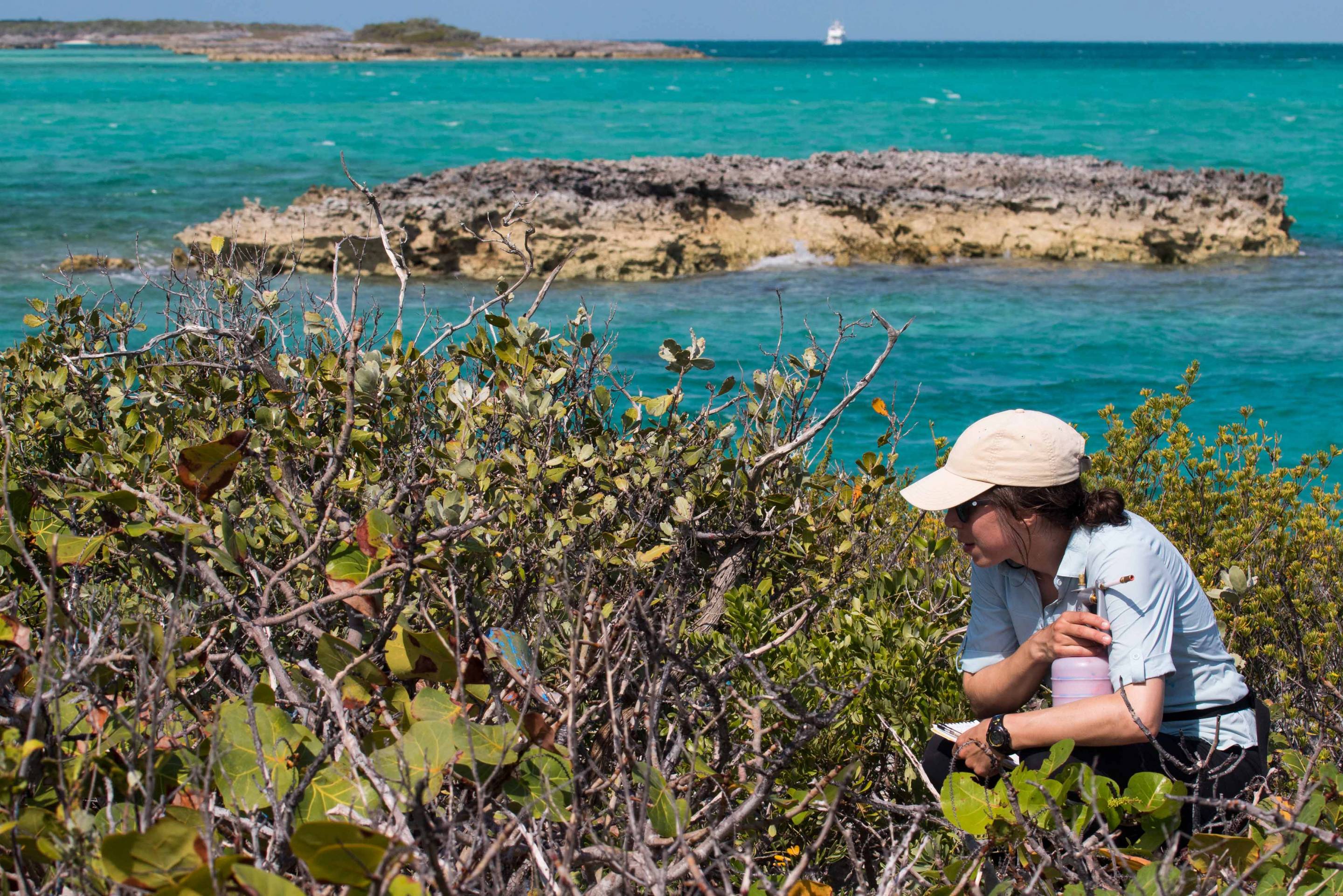 How do new predators change an ecosystem? Watch the prey, say Princeton ...