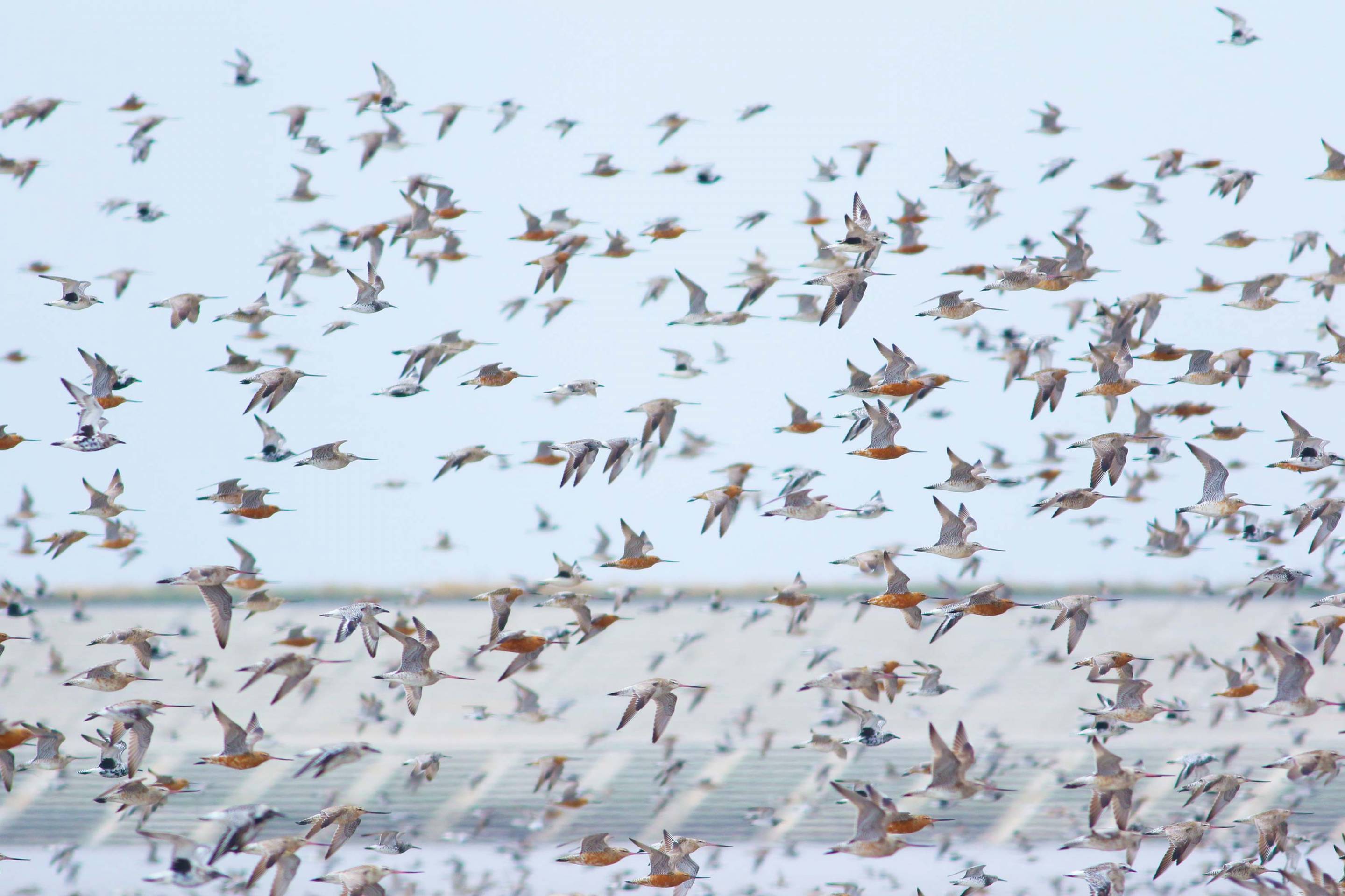 Study on shorebirds suggests that when conserving species, not all land ...