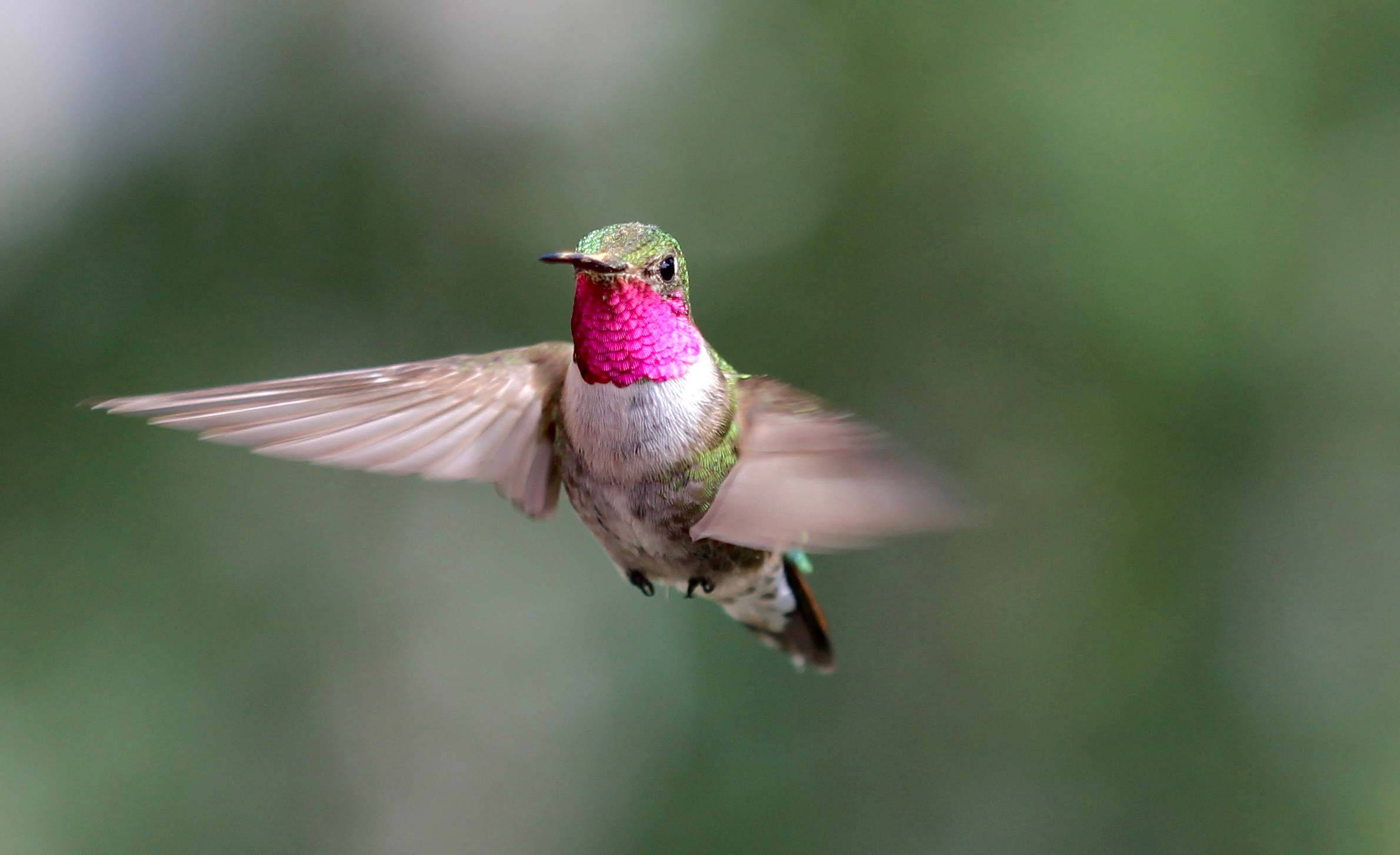 Wild hummingbirds see a broad range of colors humans can only imagine