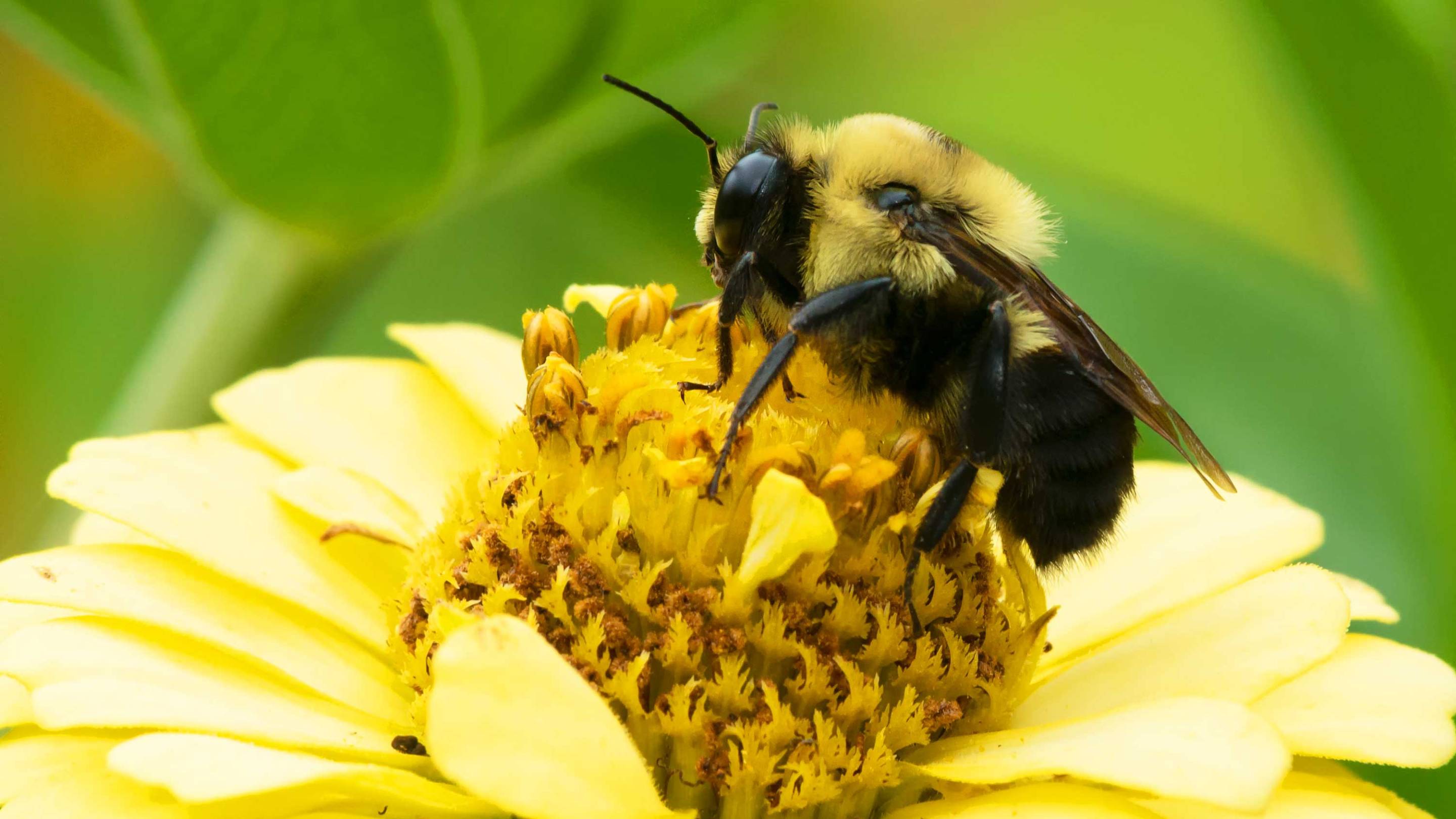 Bumblebees kept in isolation make up for it by being more social later