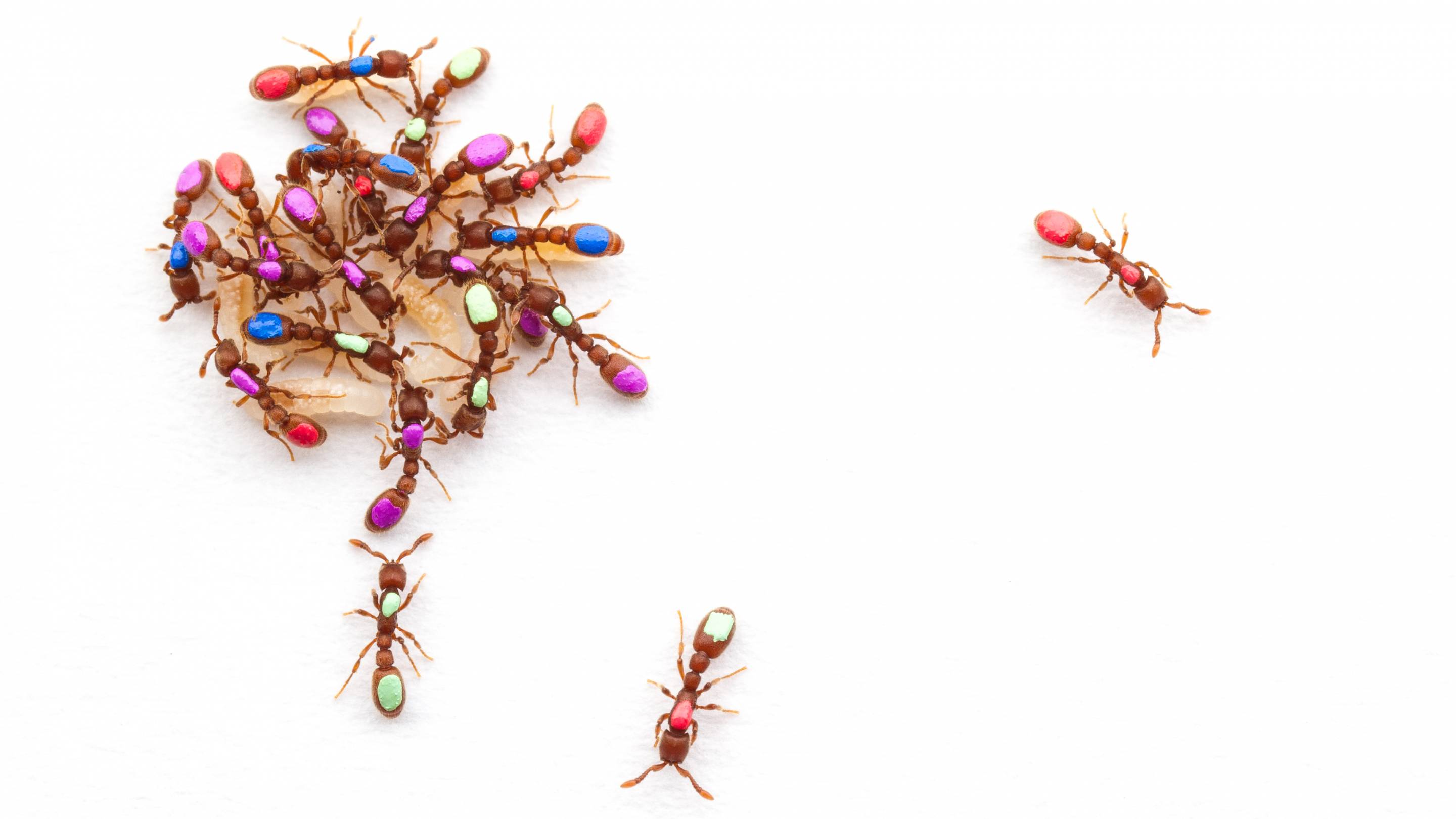 Ant-y social: Successful ant colonies hint at how societies evolve