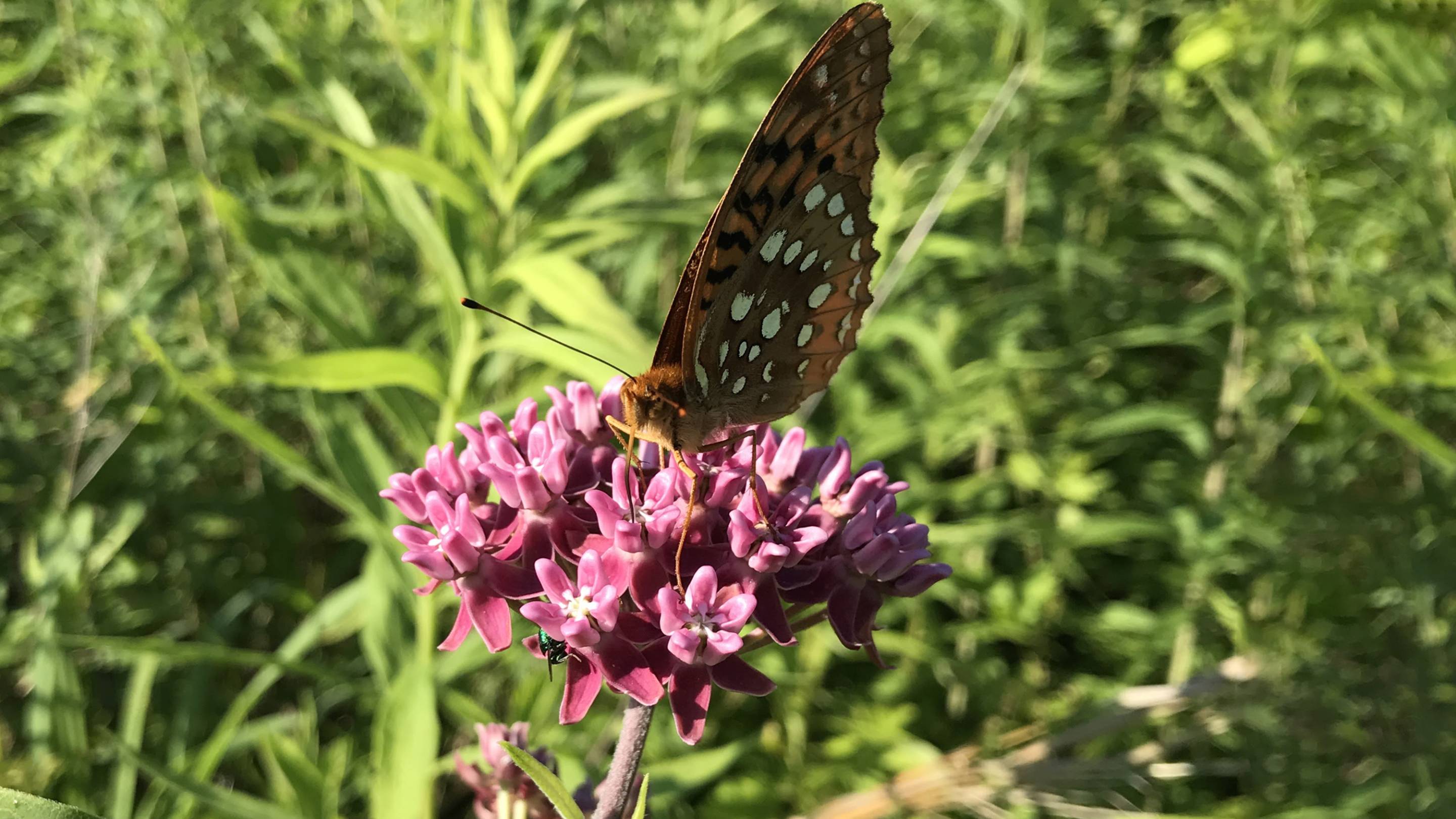 Princeton research shows how the decline in pollinators can ripple ...