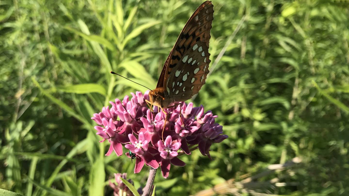 Princeton research shows how the decline in pollinators can ripple ...