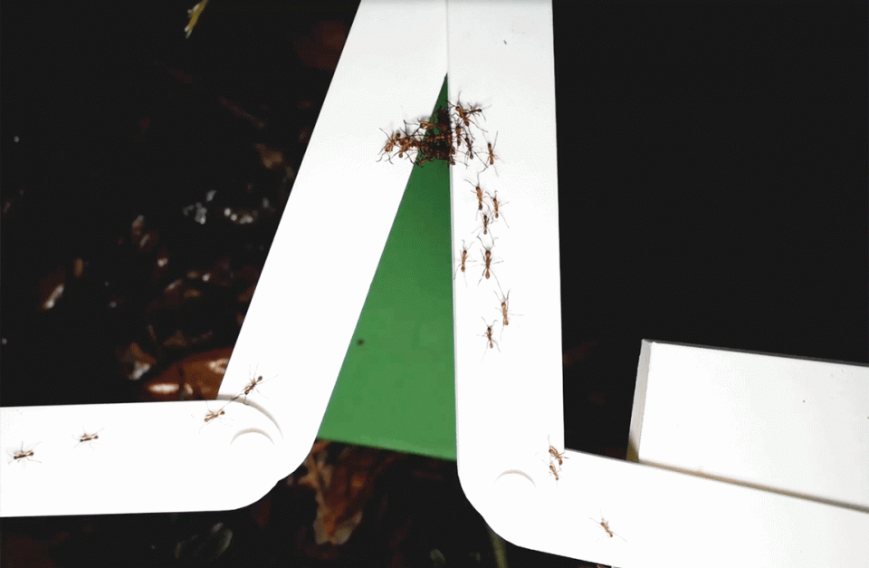 Ants build 'living' bridges with their bodies, speak volumes about ...