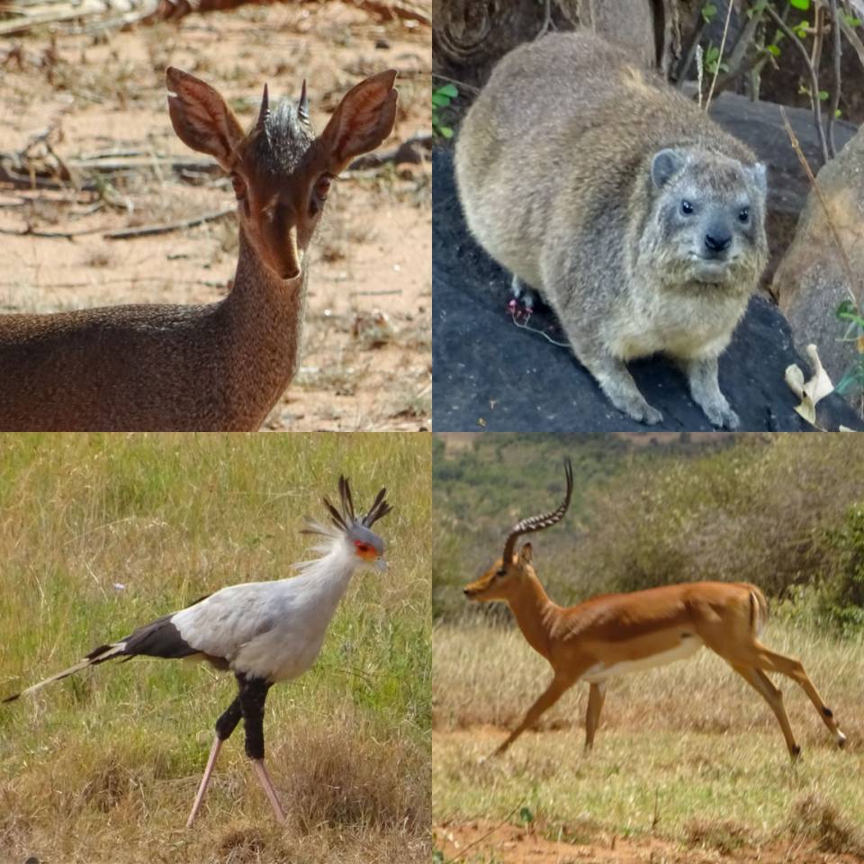 Wild science: The nature of the Mpala Research Centre