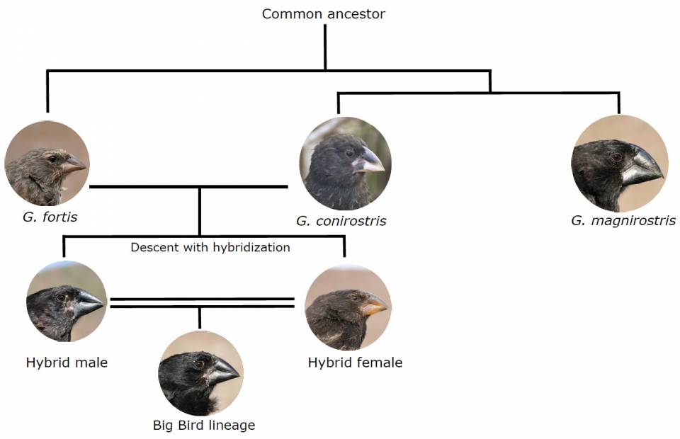 Study of Darwin's finches reveals that new species can develop in as ...