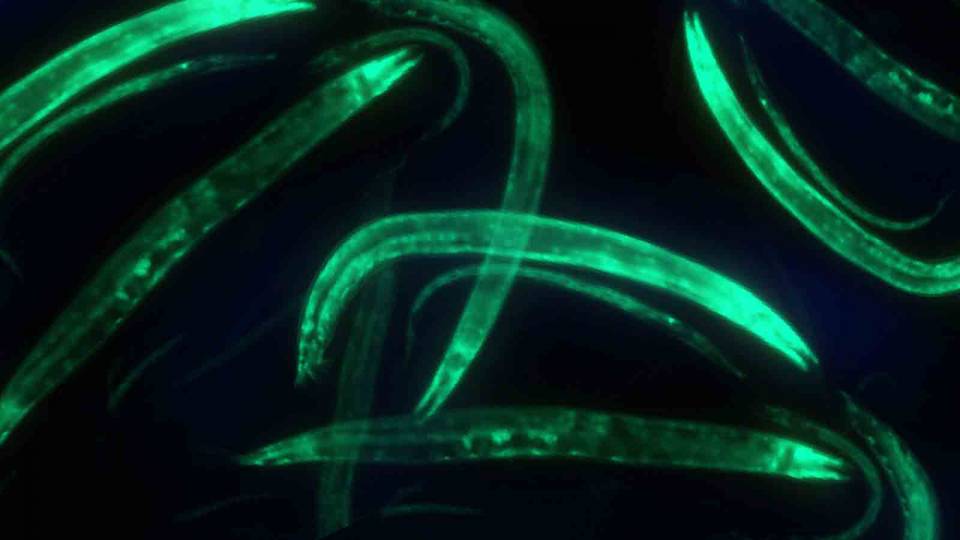 In the tissues of a tiny worm, a close-up view of where genes are working
