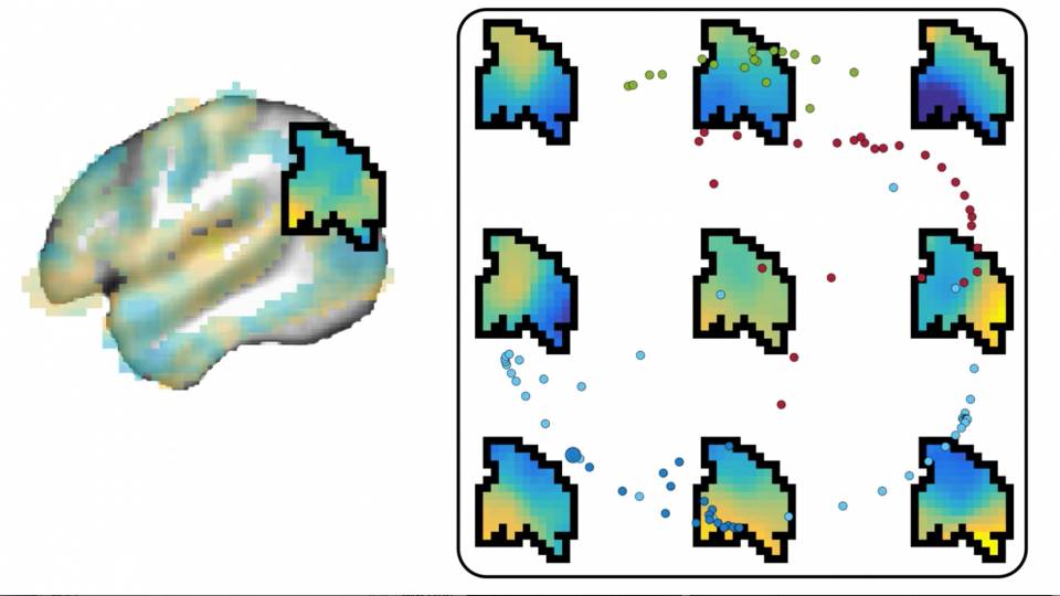 Princeton researchers show how the brain breaks down events