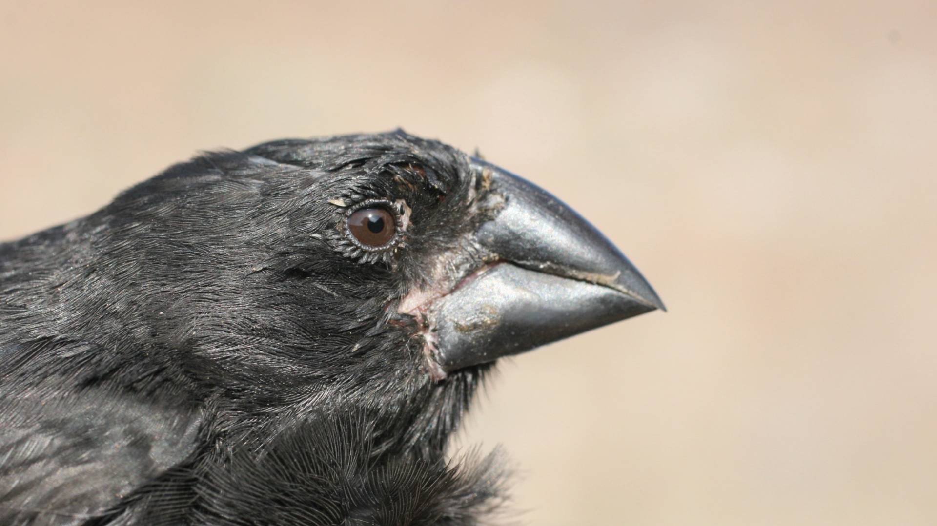 Study of Darwin's finches reveals that new species can develop in as ...