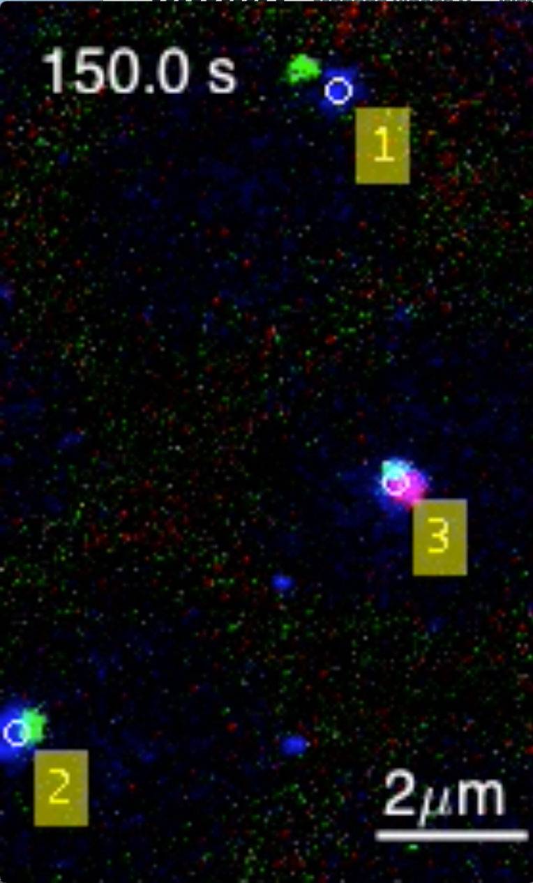 Imaging in living cells reveals how ‘junk DNA’ switches on a gene