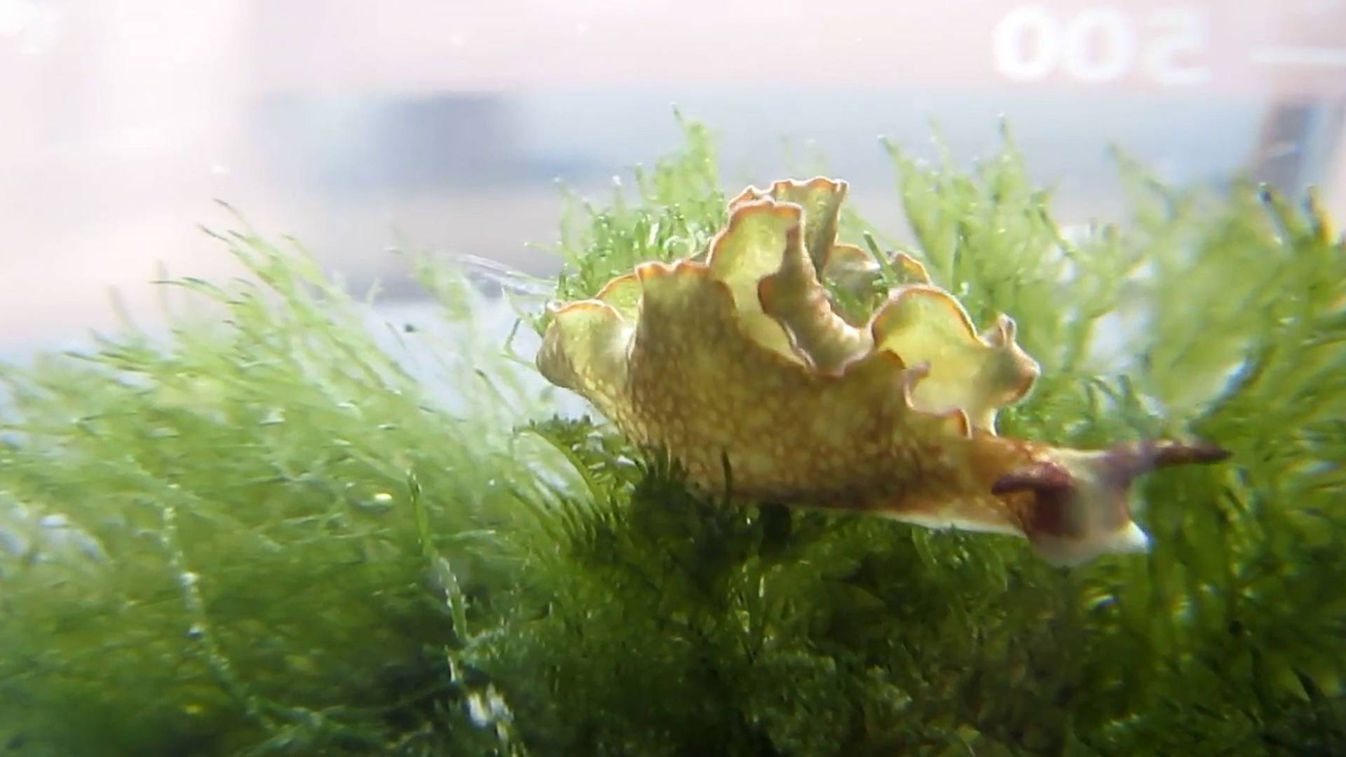 Sea slugs use algae's bacterial ‘weapons factory’ in three-way ...
