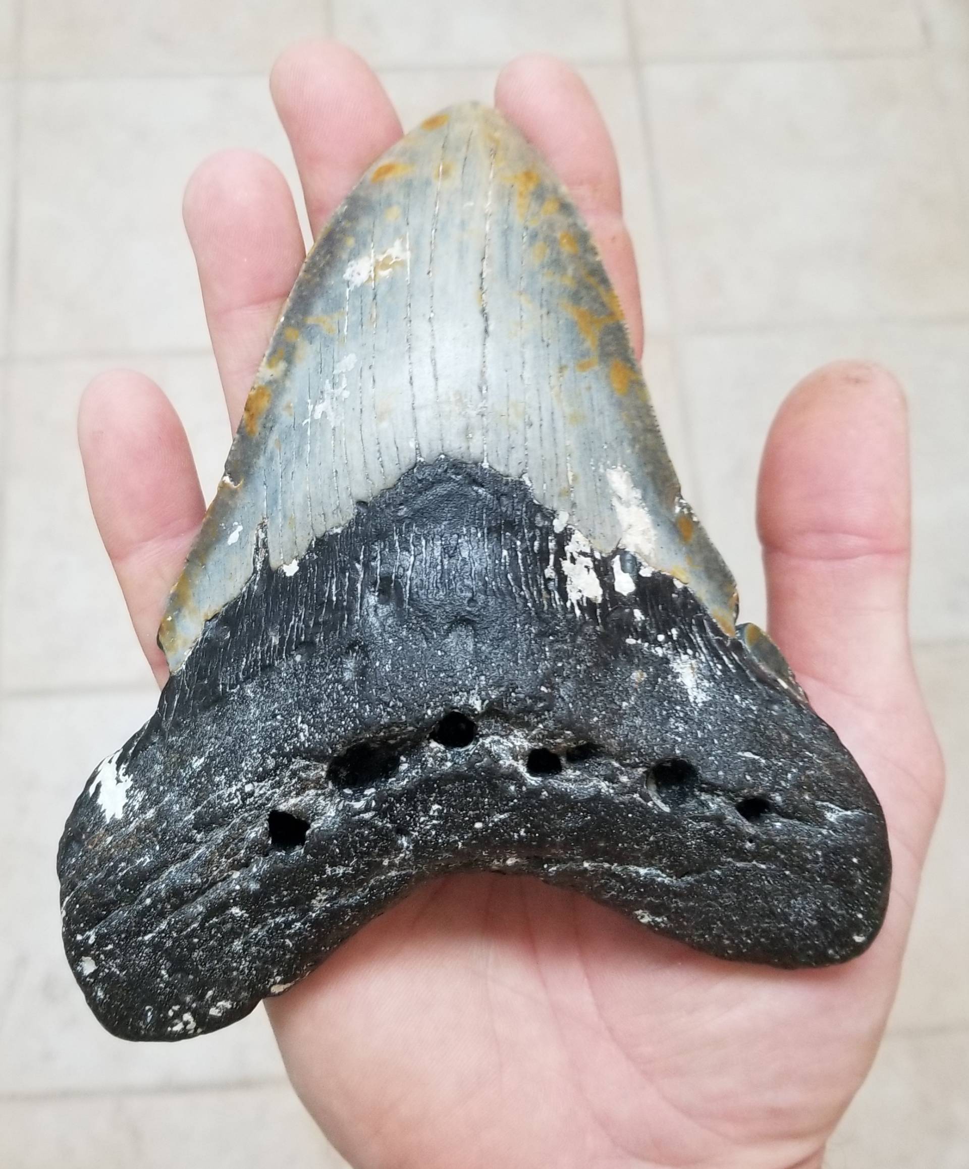 What did Megalodon eat? Anything it wanted — including other predators
