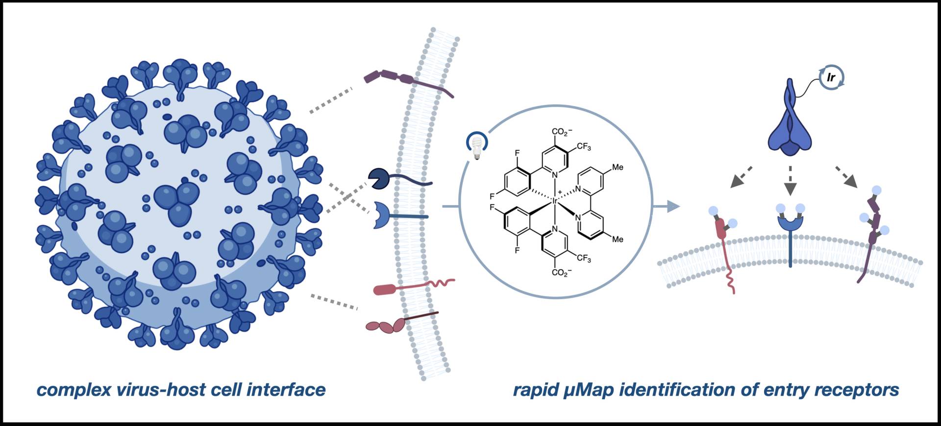 More possible entry points for COVID spike protein identified by ...