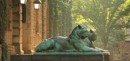 Tigers prowl around the Princeton campus