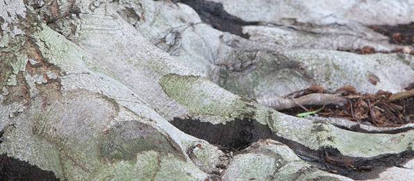 Video feature: 'Princeton Trees'