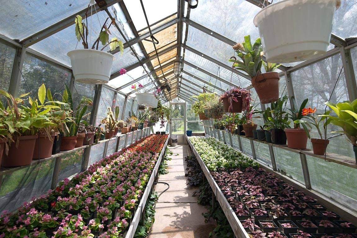 University greenhouses power the flowers in Princeton's gardens