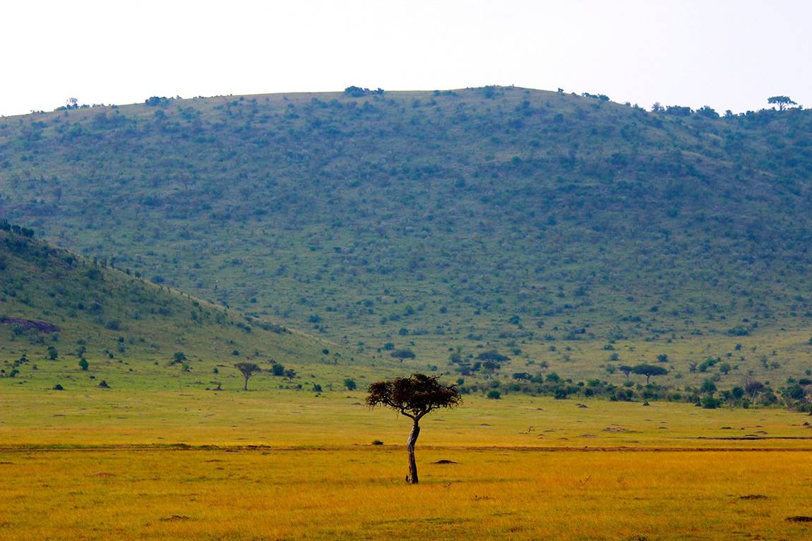 More rain leads to fewer trees in the African savanna