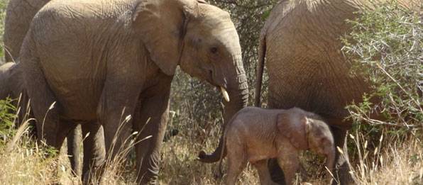 Wild Science: Photos from the Mpala Research Centre