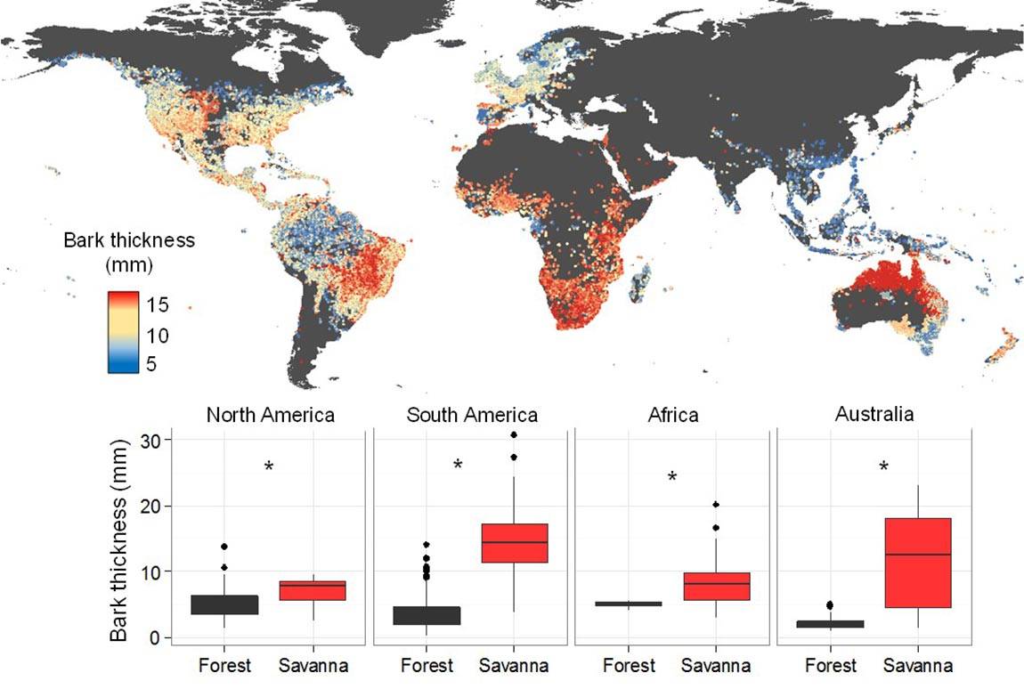 Tree-bark thickness indicates fire-resistance in a hotter future