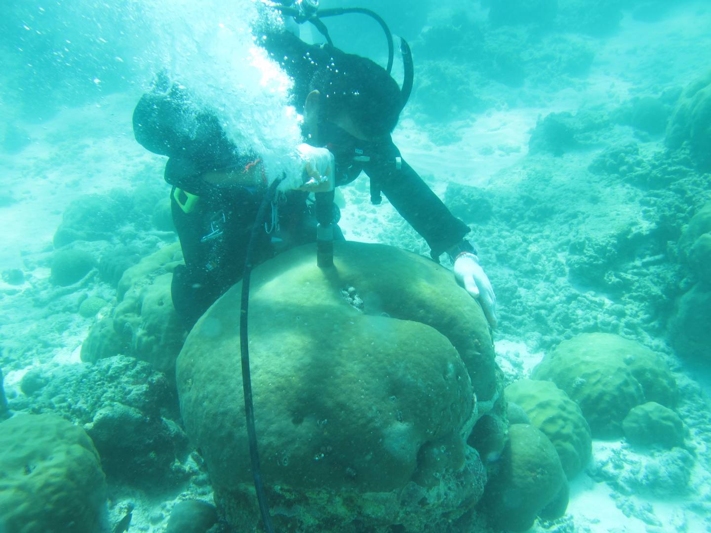 Nitrogen contained in coral provides evidence of human impact on the ...