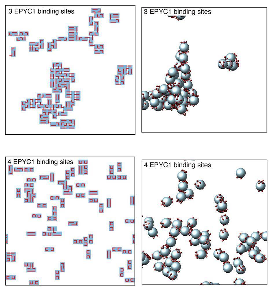 "Protein phase transitions in and out of cells" topic of Hamilton ...