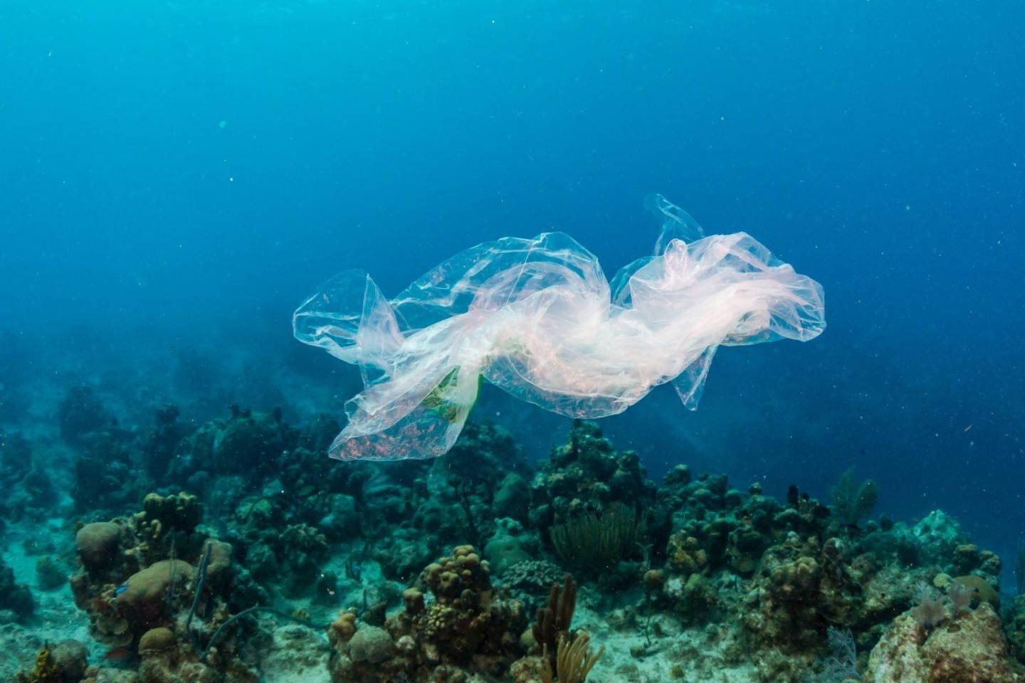 Trash Mermaids