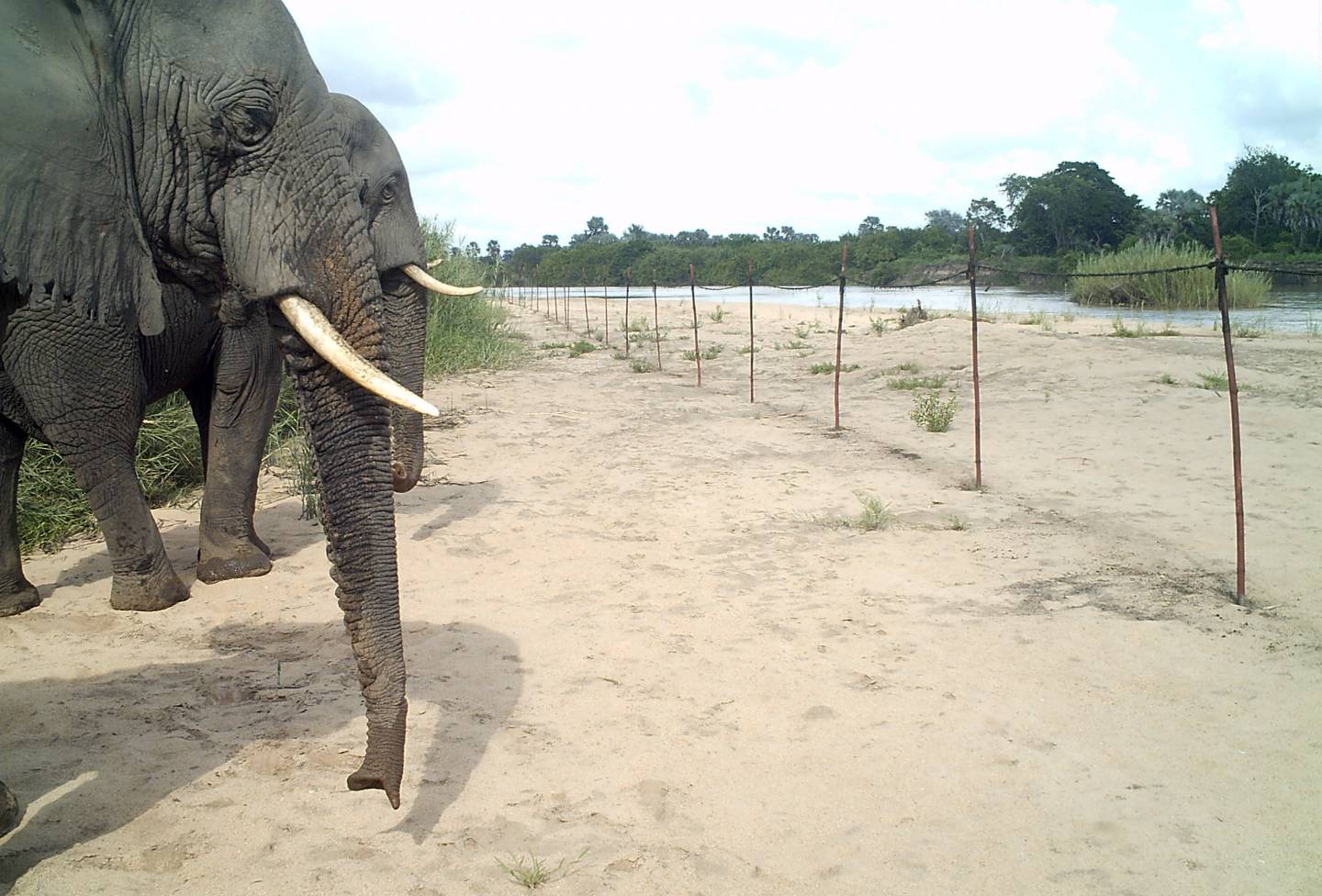 Protecting corn, saving elephants: Princeton senior Reynolds pursues ...