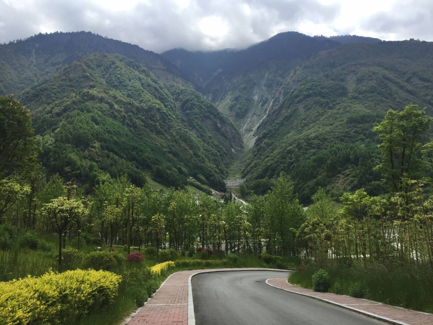 Survival and restoration of China's native forests imperiled by ...