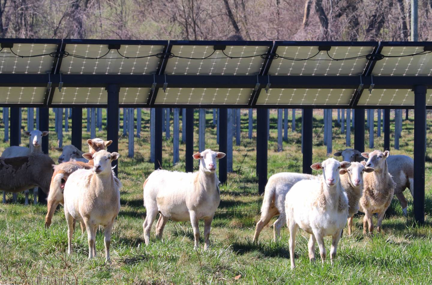 Sheep shear maintenance at Princeton’s solar field