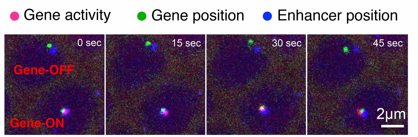 Imaging in living cells reveals how ‘junk DNA’ switches on a gene
