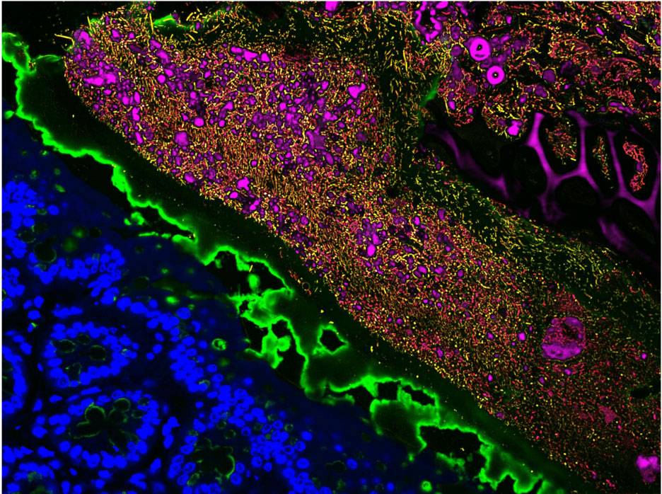 Princeton scientists explain how diverse species coexist in microbial ...