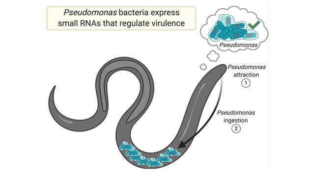 pleomorphic bacteria worm