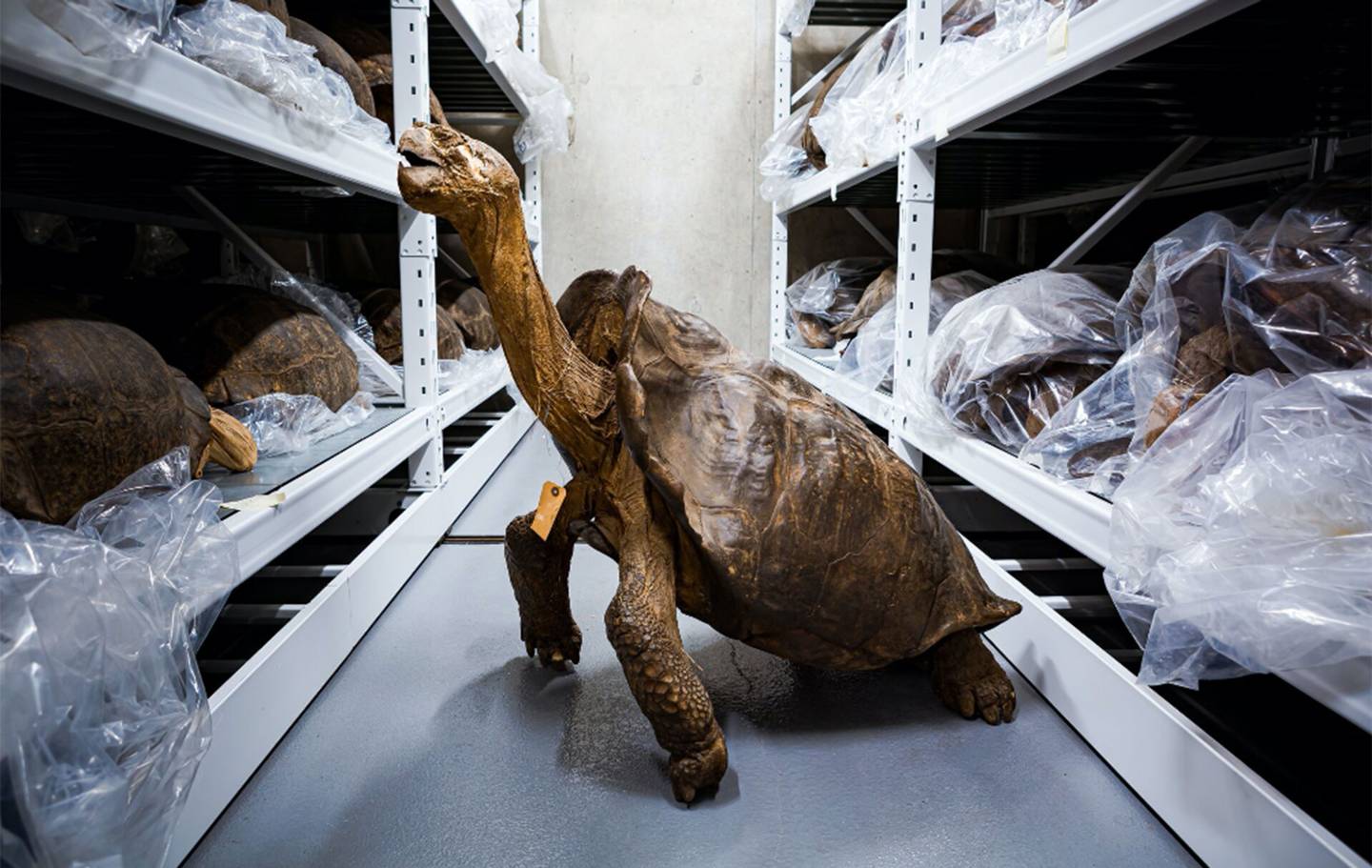'Fantastic giant tortoise,' believed extinct, confirmed alive in the ...