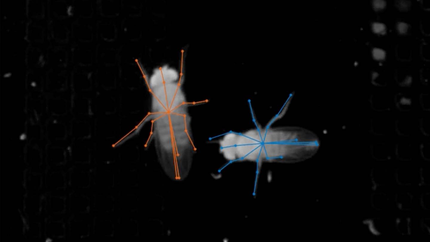 Fruit fly serenade: Princeton neuroscientists decode the tiny creatures ...