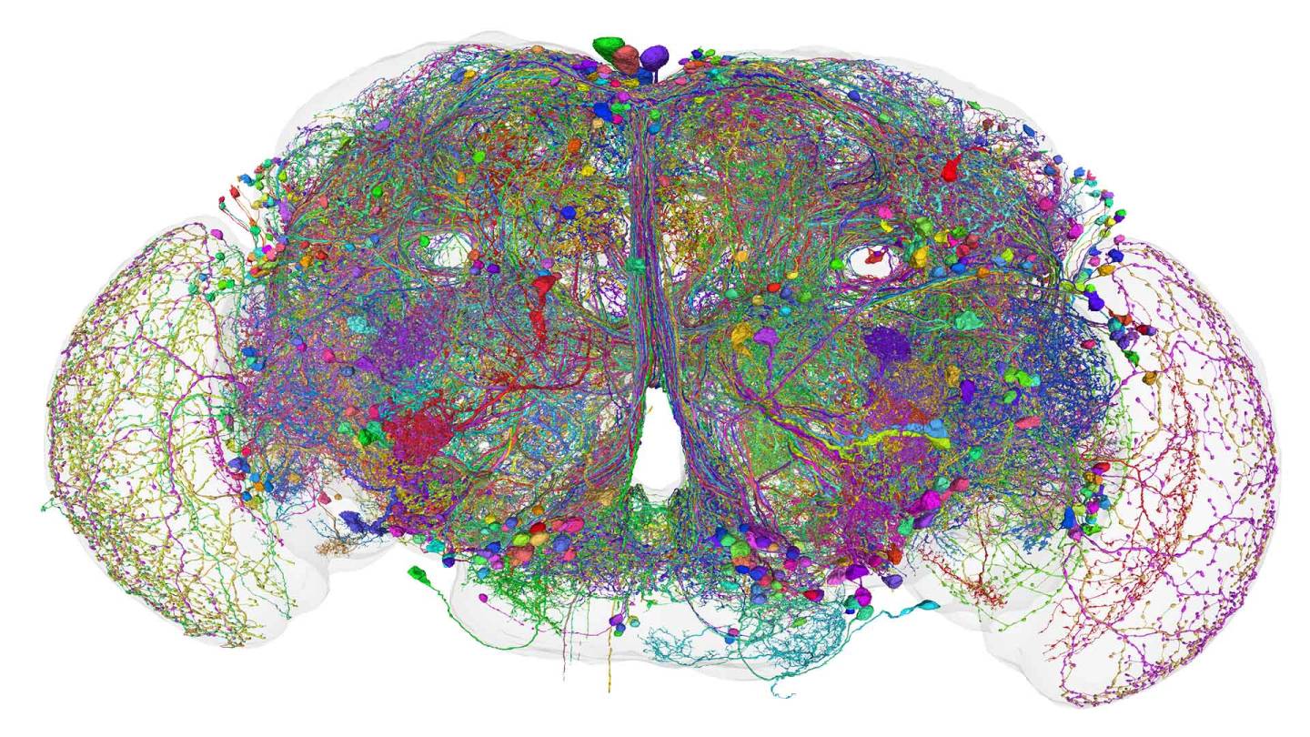 Mapping brain function, safer autonomous vehicles are focus of Schmidt ...
