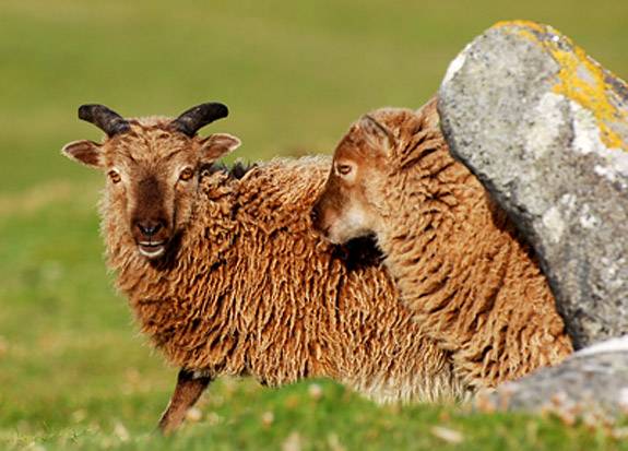 Wild Scottish sheep could help explain differences in immunity