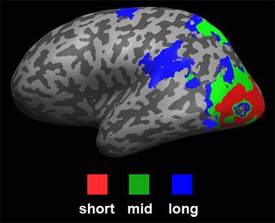 Hasson brings real life into the lab to examine cognitive processing