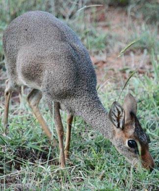 Understanding animal coexistence with a little dung and a lot of DNA